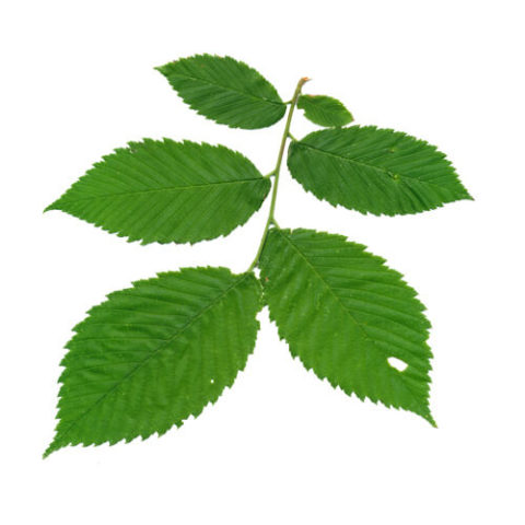 American Elm - Pollen Walk