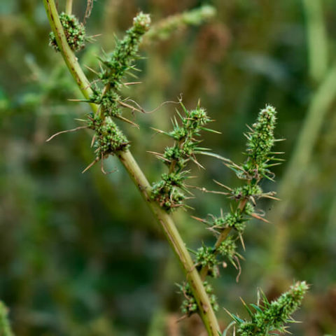 Careless Weed - Pollen Walk