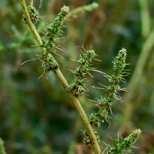 Careless Weed - Pollen Walk