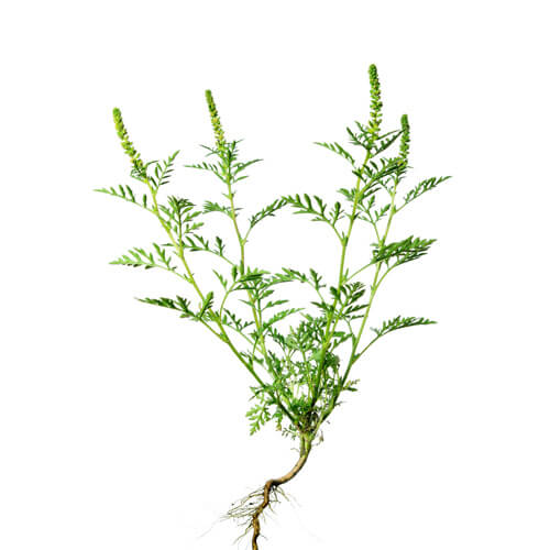 Giant Ragweed - Pollen Walk