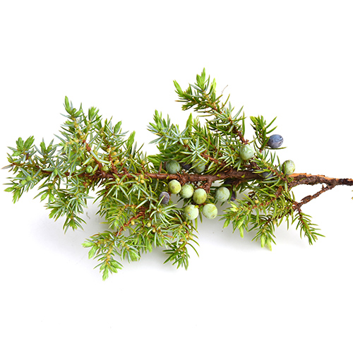 Juniper - Pollen Walk