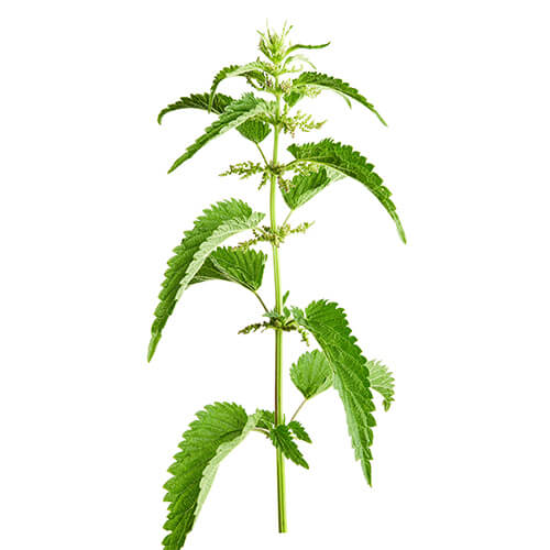 Nettle - Pollen Walk