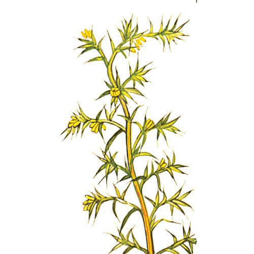 Russian Thistle - Pollen Walk