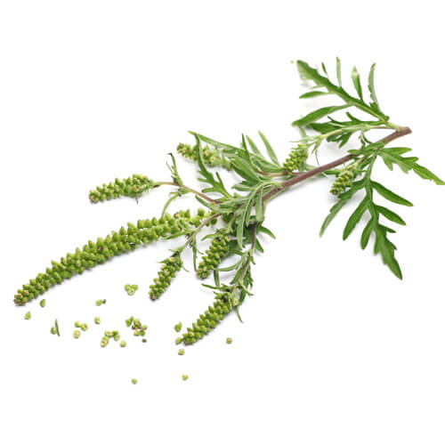 Short Ragweed - Pollen Walk