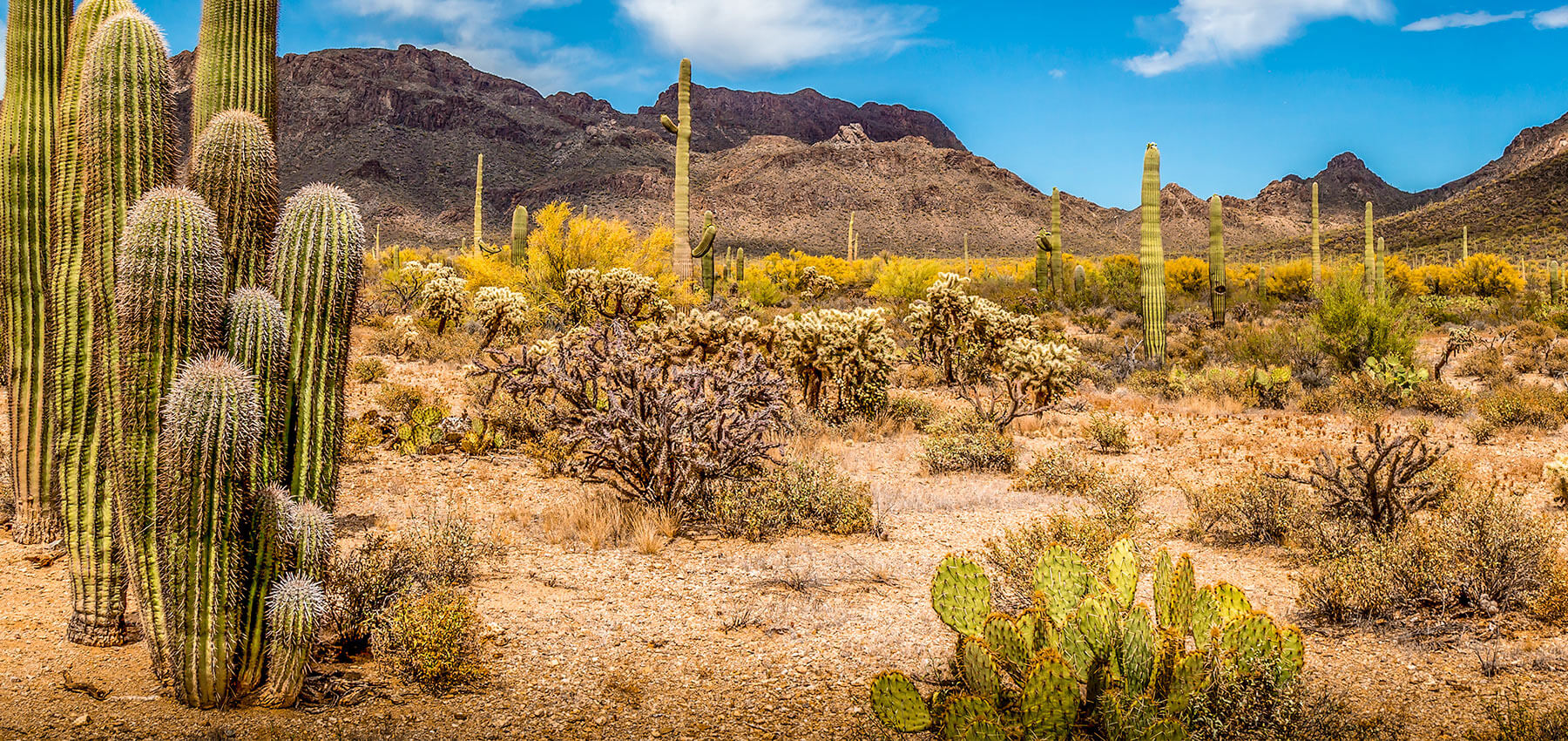 Desert - Pollen Walk