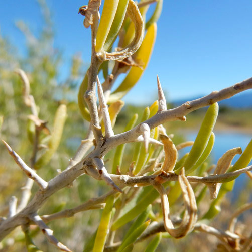 Desert - Pollen Walk