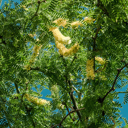 Desert - Pollen Walk