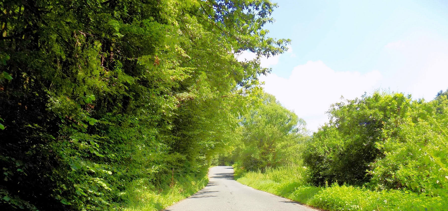 Roadside - Pollen Walk